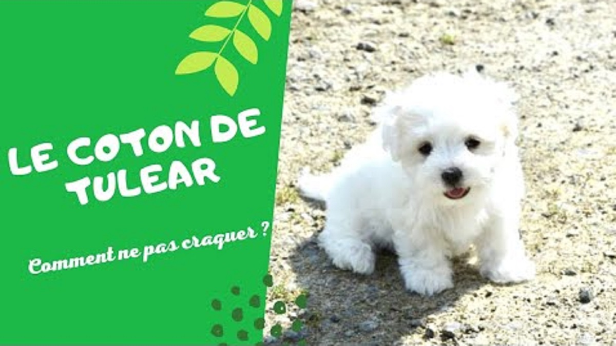 VIDEO. Le coton de Tuléar est sans doute le plus beau chien du monde ...
